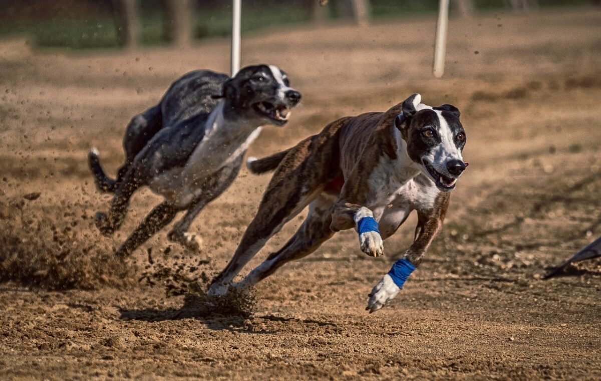 Greyhound Racing: A Timeless Tradition in British Sport - londonmirror ...